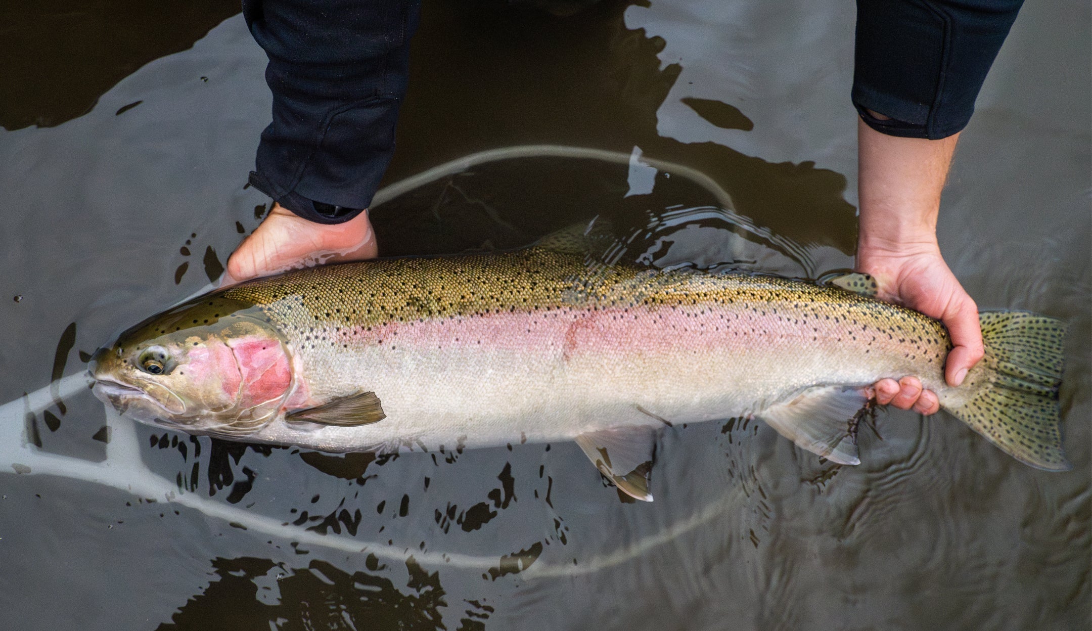 Steelhead and Chukar in Idaho’s Salmon River Canyon - The Plug | Simms ...